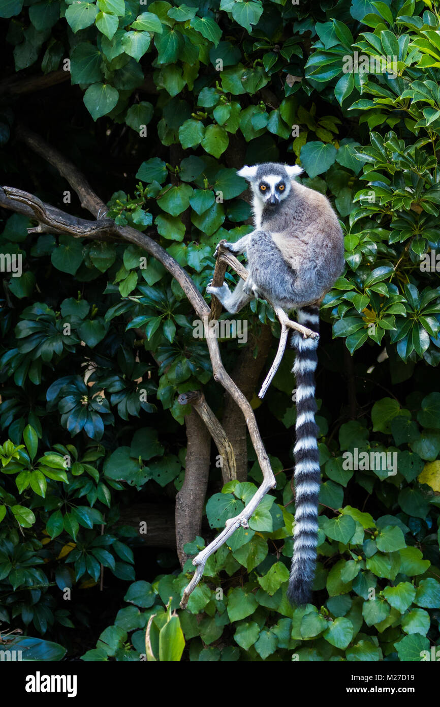 Ring Tailed Lemurs In A Tree