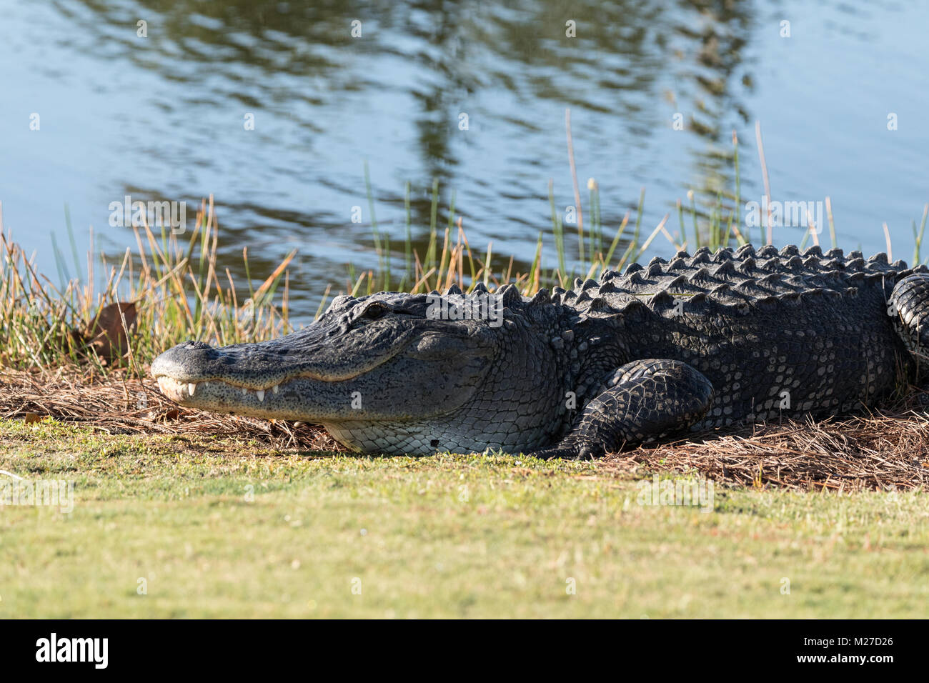 Very large American Alligator mississippiensis basking on the side of a ...