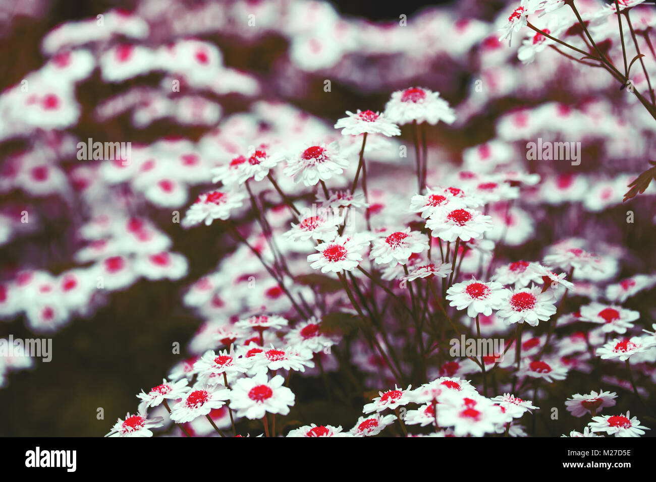 Chamomile flowers in abstract colors for decorative design, with a red ...