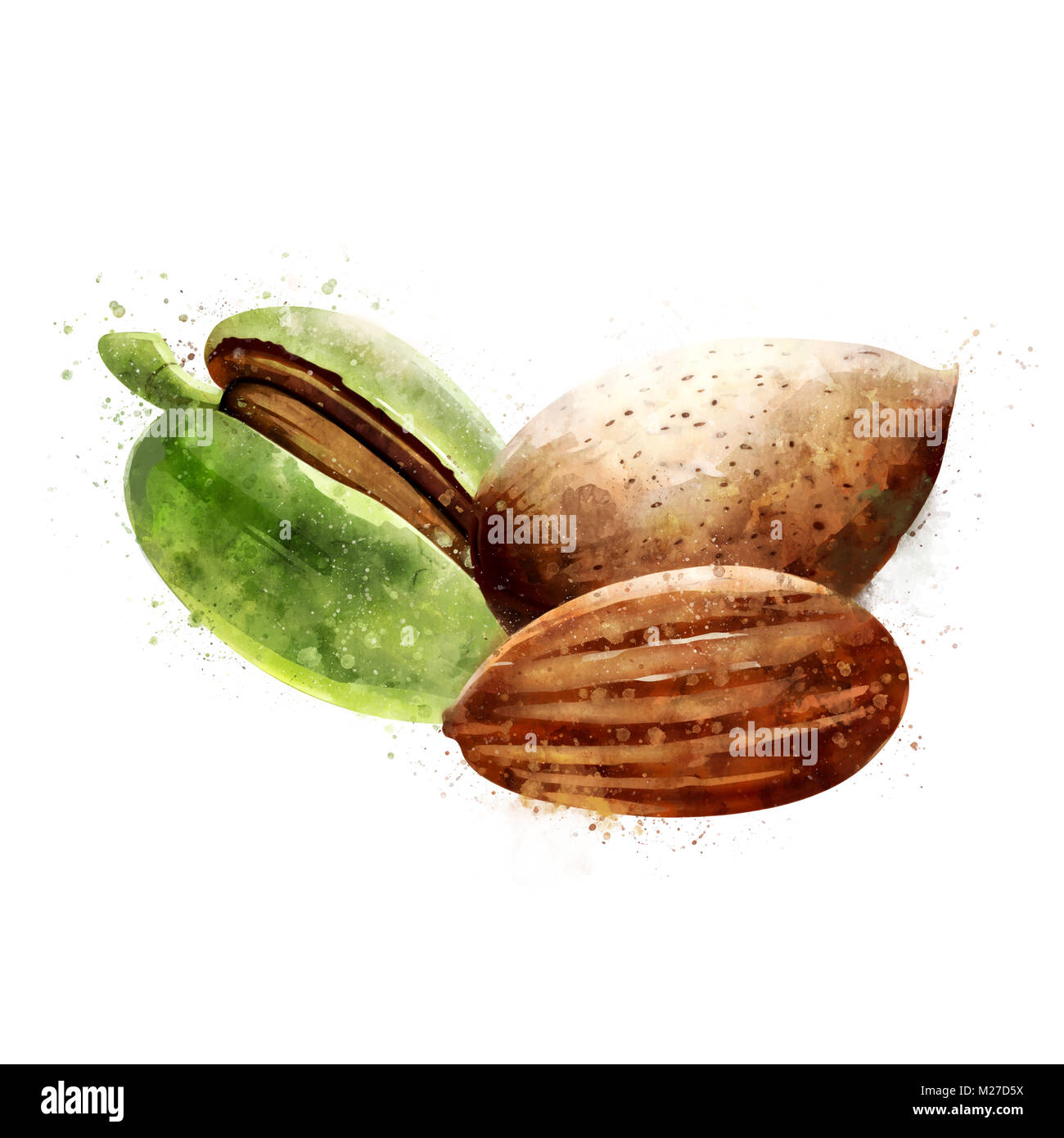Almond on white background. Watercolor illustration Stock Photo - Alamy
