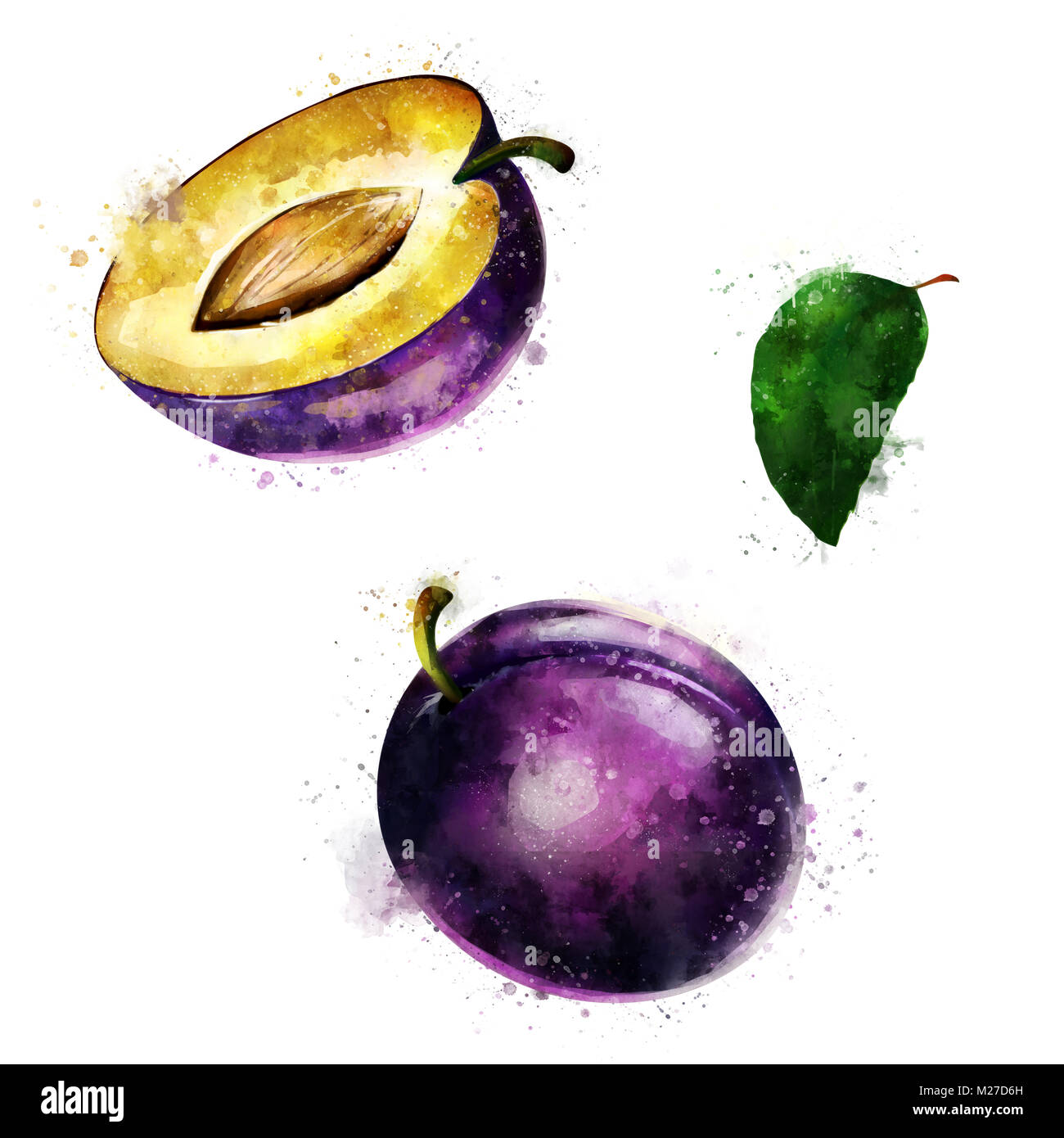 Plum drawing hi-res stock photography and images - Alamy