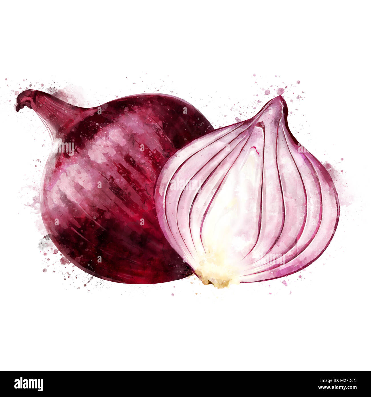 Red Onion Drawing