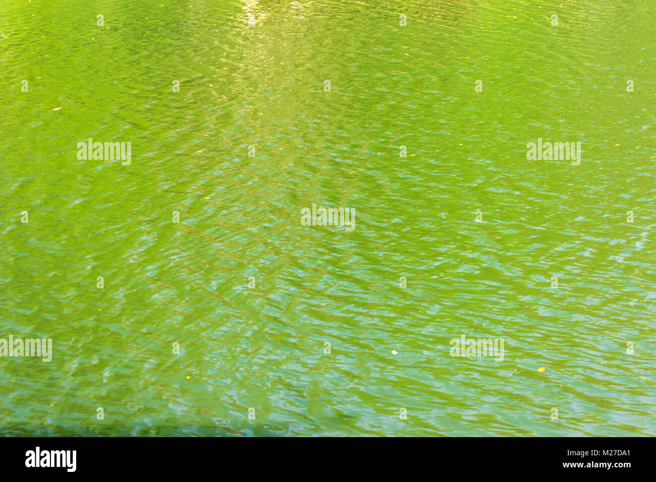 green ripples on the surface of water in lake Stock Photo - Alamy