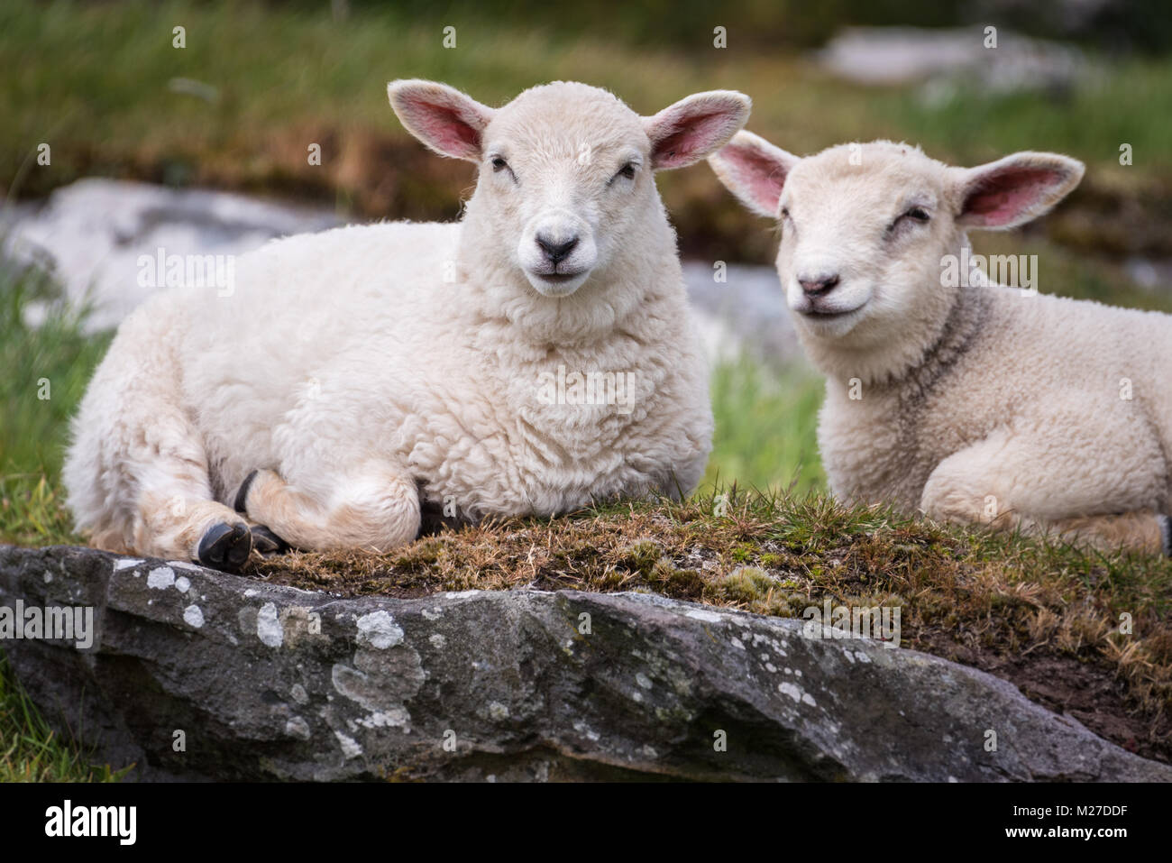 Lambs animal hi-res stock photography and images - Alamy
