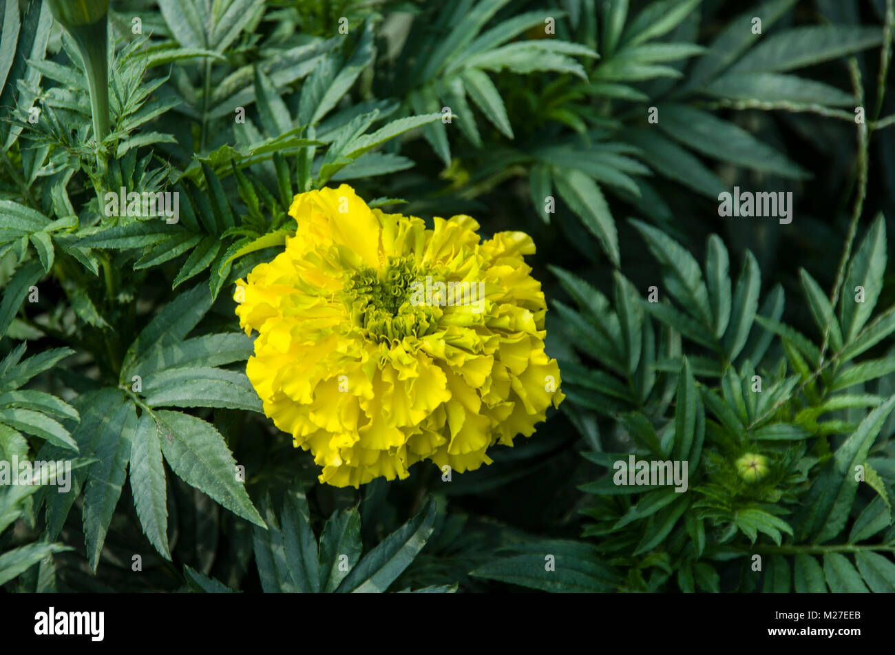 Spring background with beautiful yellow flowers Stock Photo - Alamy