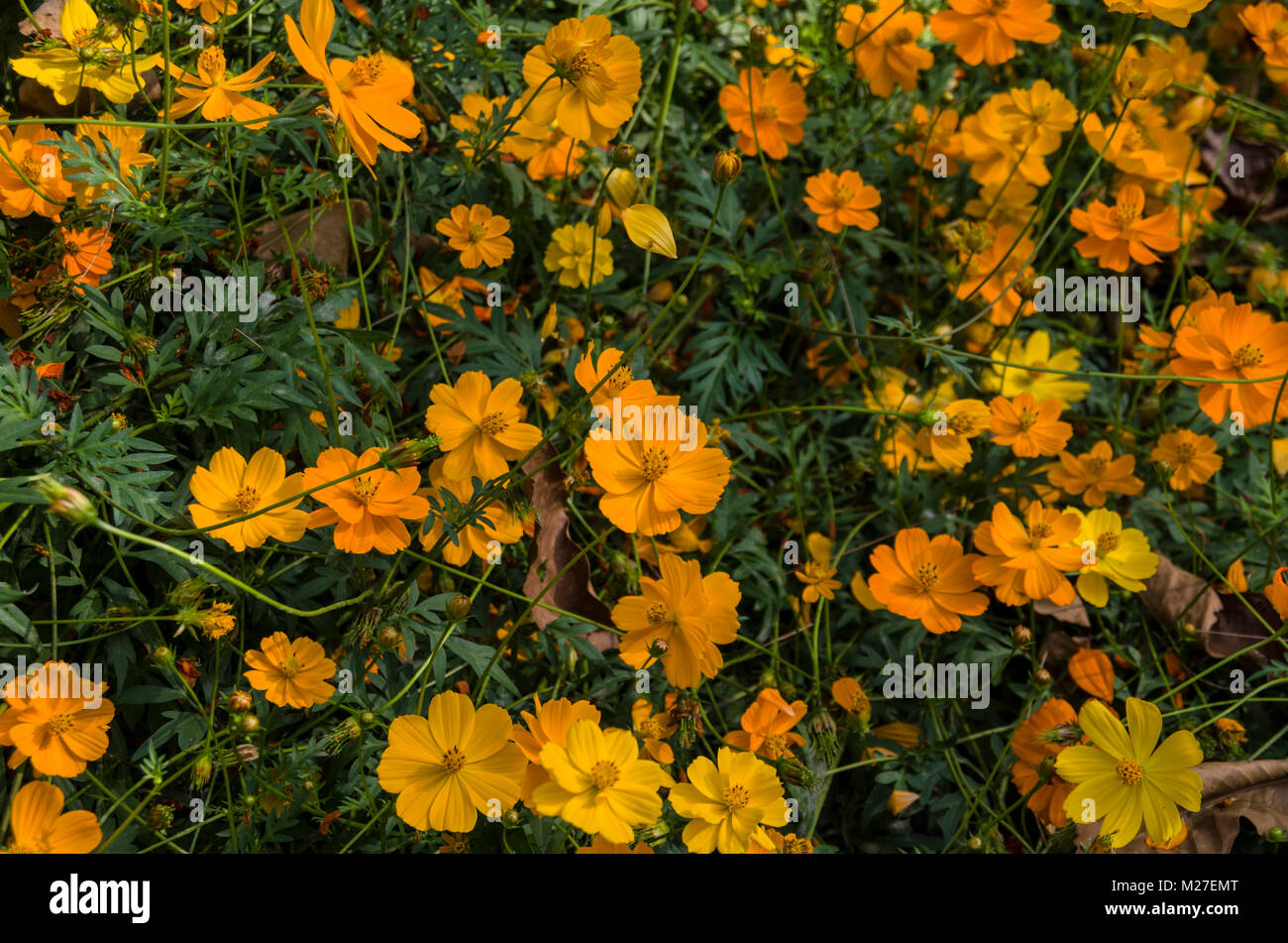 Spring background with beautiful yellow flowers Stock Photo - Alamy