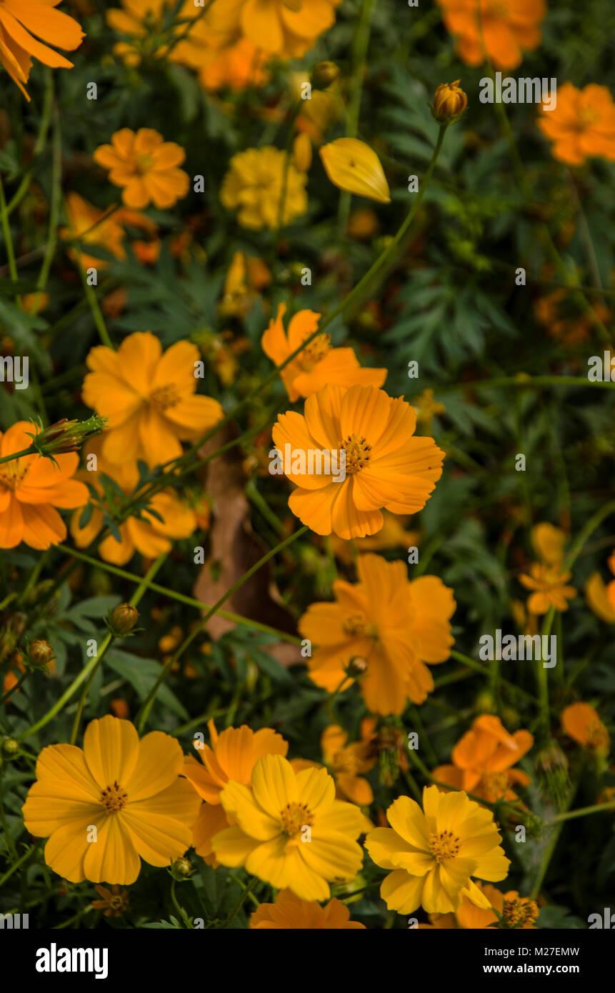 Spring background with beautiful yellow flowers Stock Photo - Alamy
