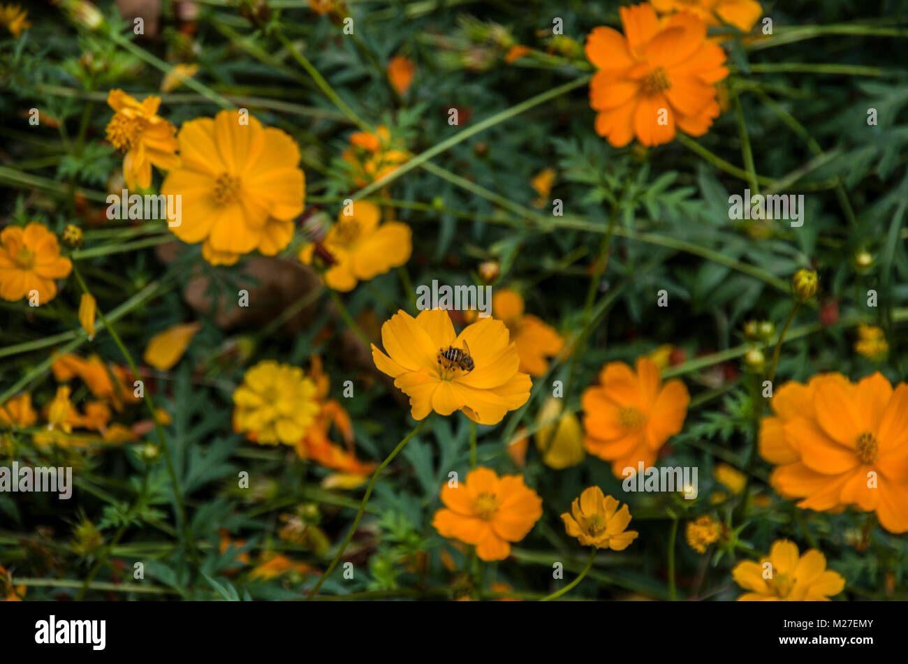 Spring background with beautiful yellow flowers Stock Photo - Alamy
