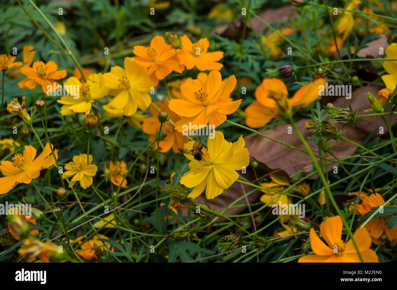Spring background with beautiful yellow flowers Stock Photo - Alamy
