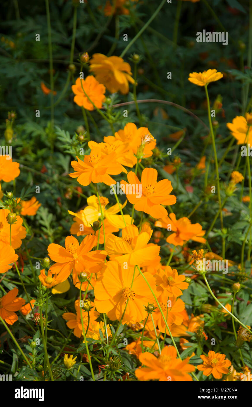 Spring background with beautiful yellow flowers Stock Photo - Alamy