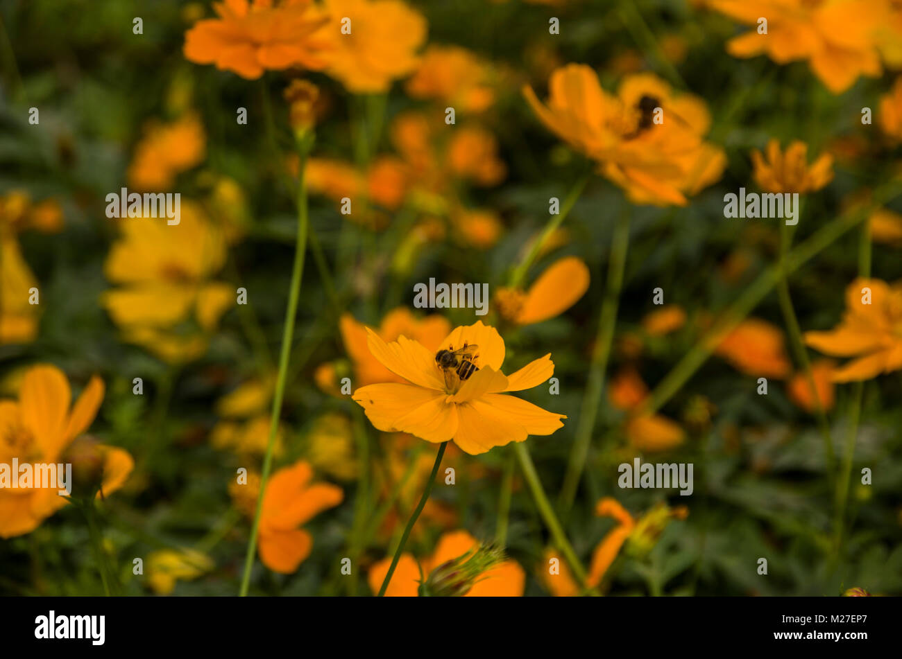 Spring background with beautiful yellow flowers Stock Photo - Alamy