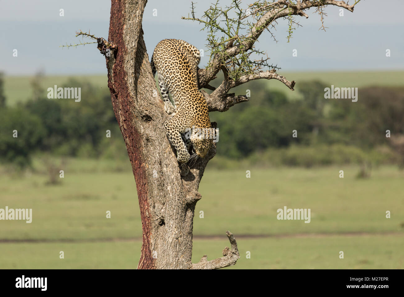 a leopard jumping from a bloody tree in the Maasai Mara Stock Photo - Alamy