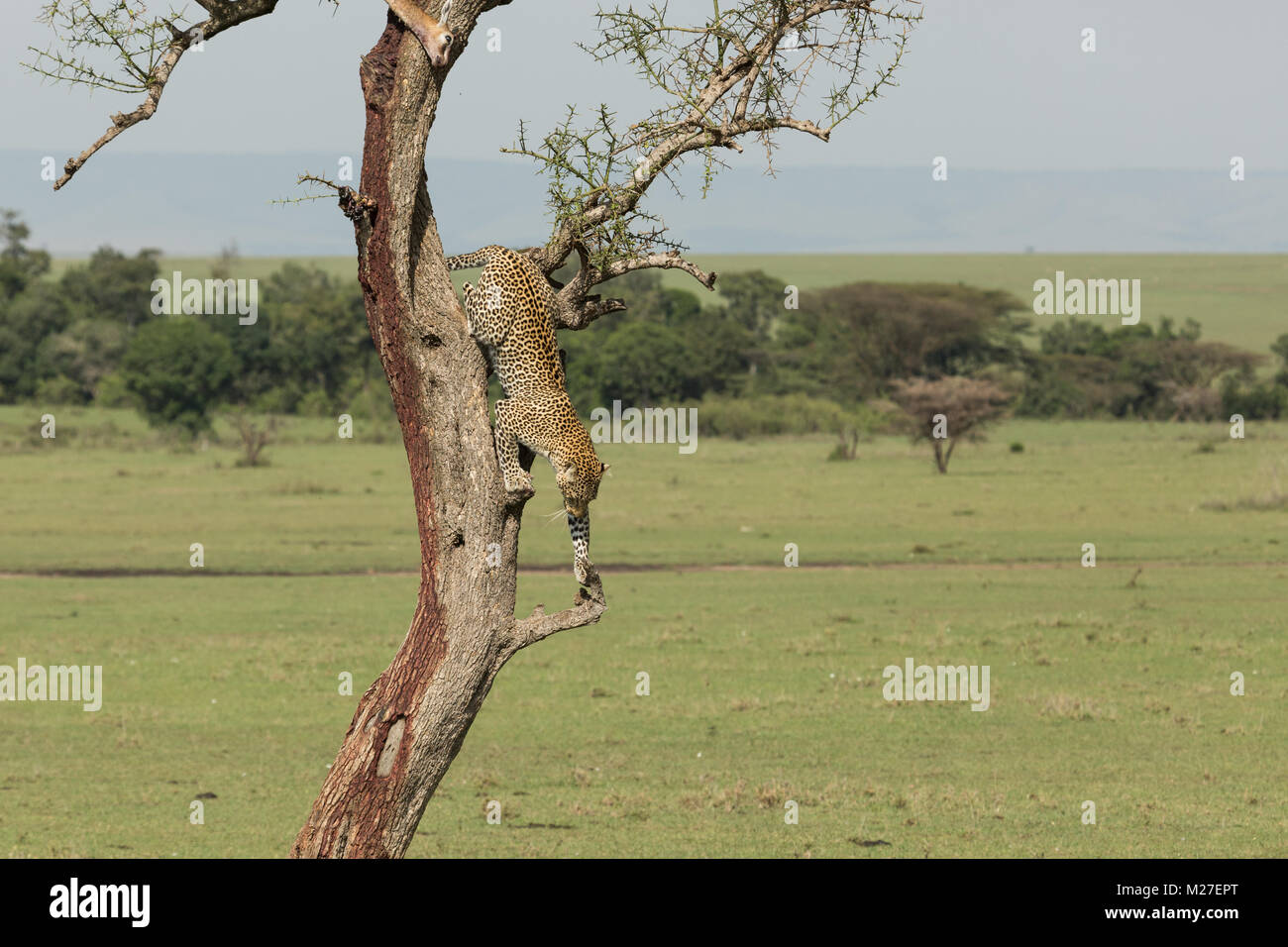 a leopard jumping from a bloody tree in the Maasai Mara Stock Photo - Alamy