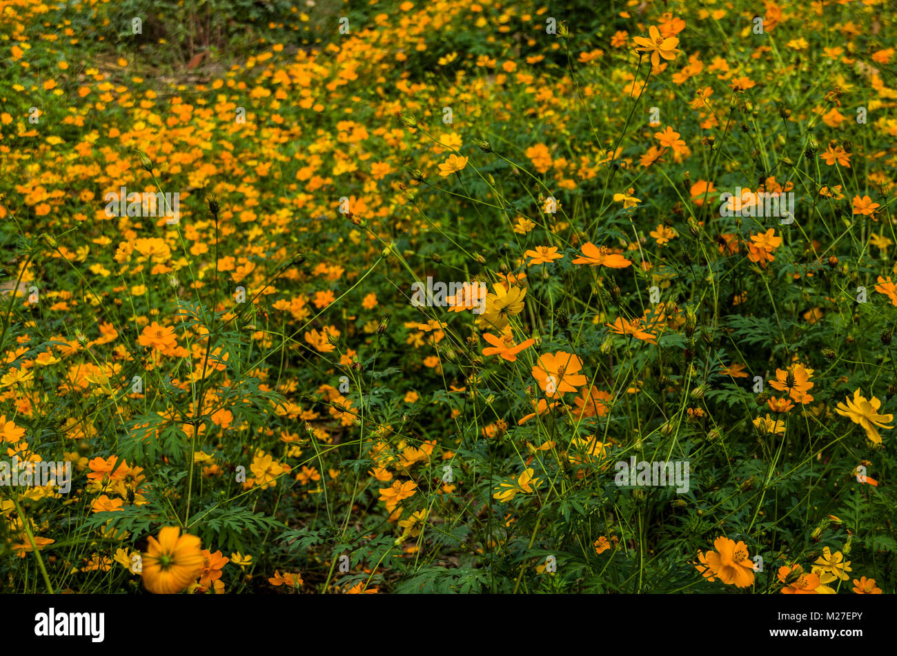 Spring background with beautiful yellow flowers Stock Photo - Alamy