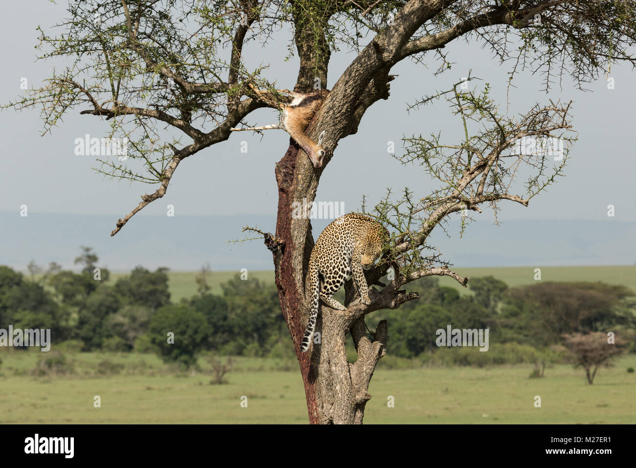 a leopard jumping from a bloody tree in the Maasai Mara Stock Photo - Alamy