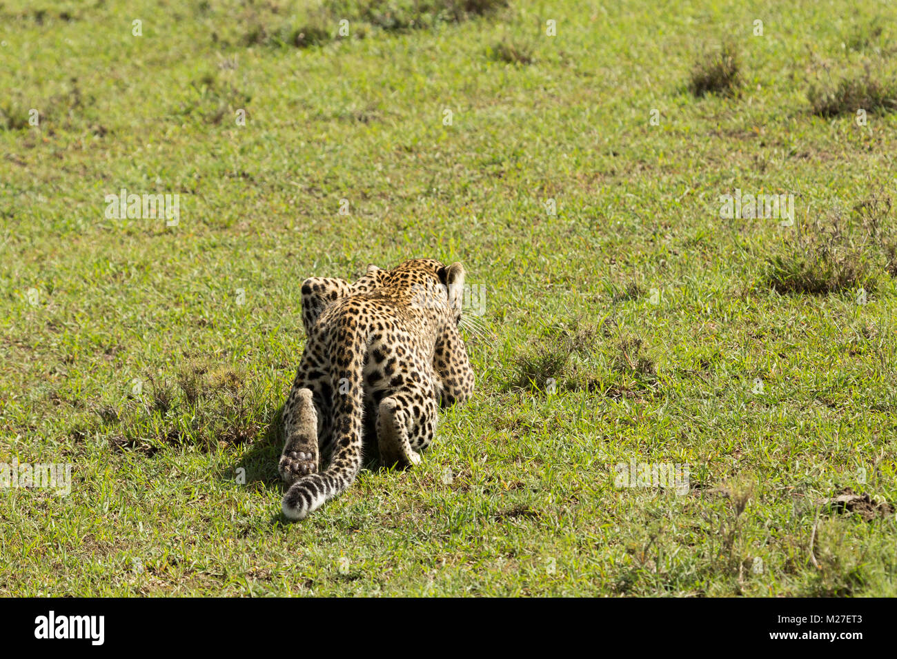 a leopard crawls across the grasslands of the Maasai Mara, Kenya Stock ...
