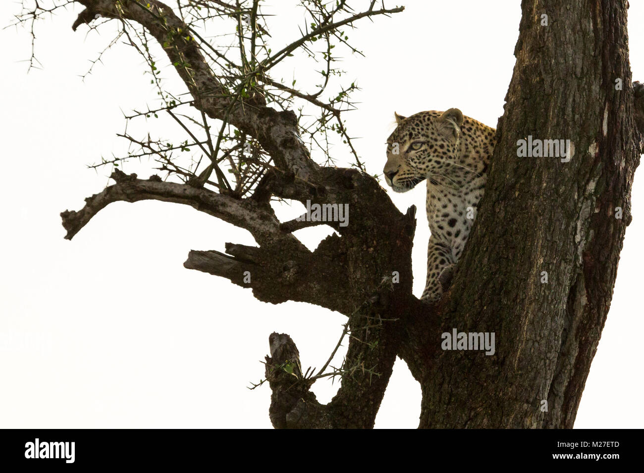 leopard in a tree in the Maasai Mara Stock Photo - Alamy