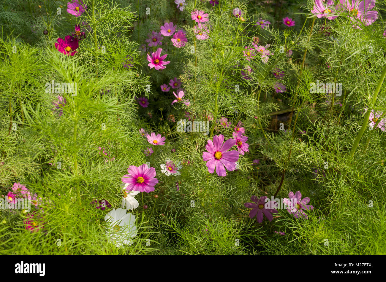 pink, red, cosmos flowers in the garden with blue sky and clouds ...