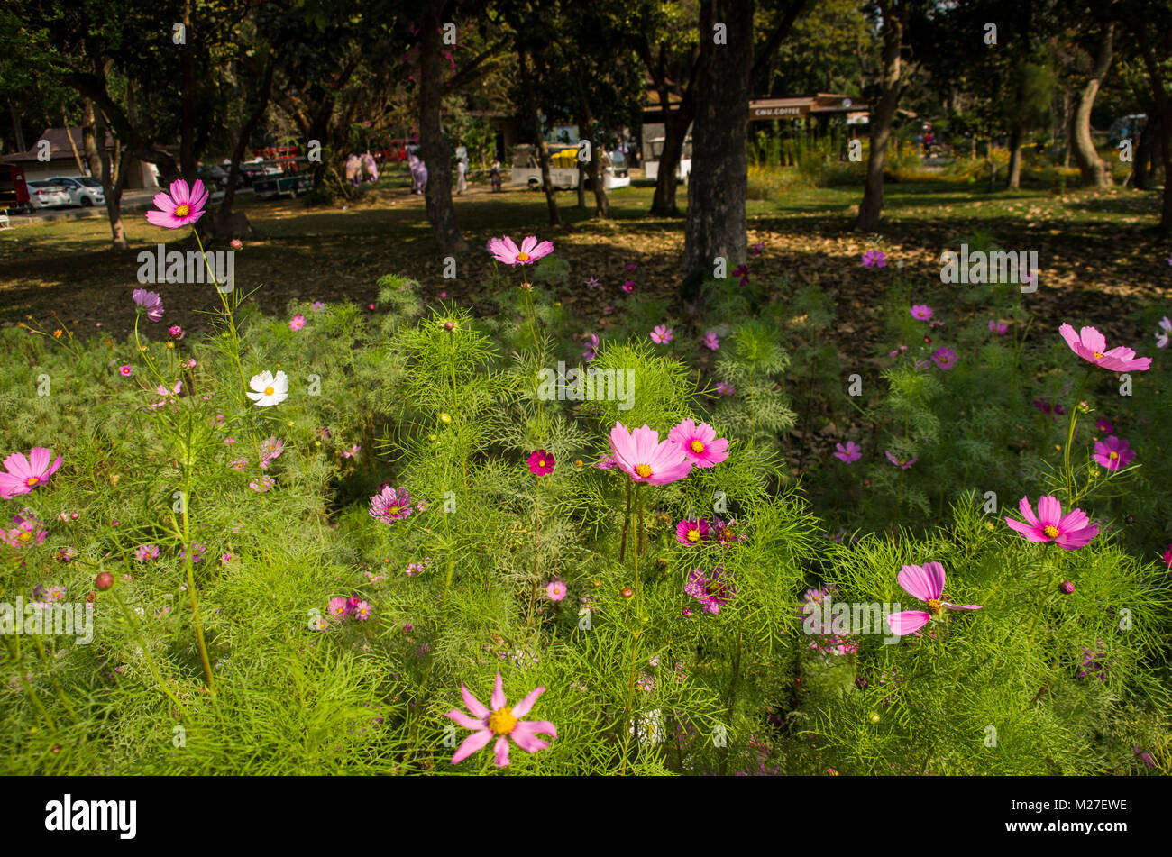 pink, red, cosmos flowers in the garden with blue sky and clouds ...