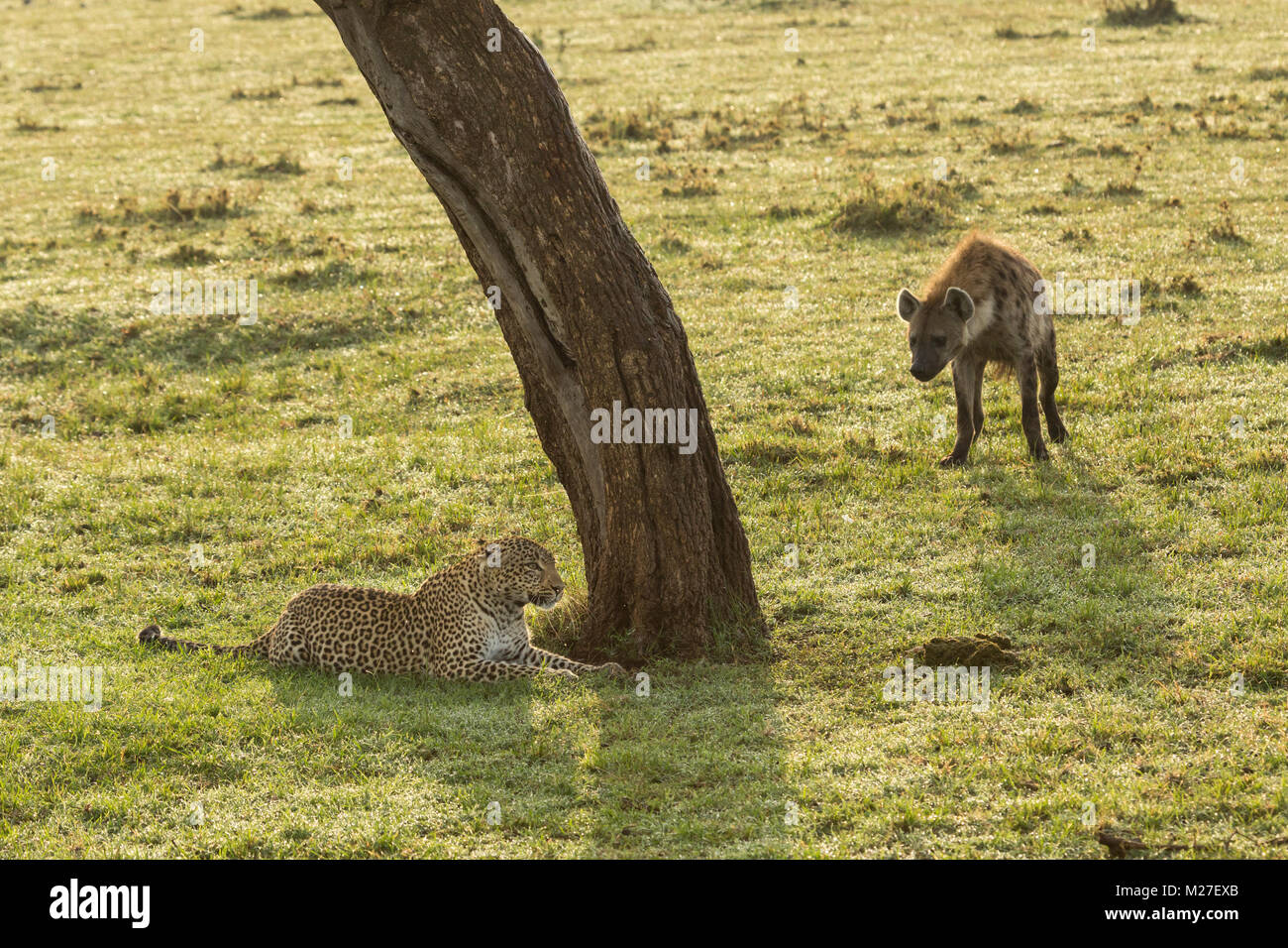 a leopard and a hyena face off on the grasslands of the Maasai Mara ...