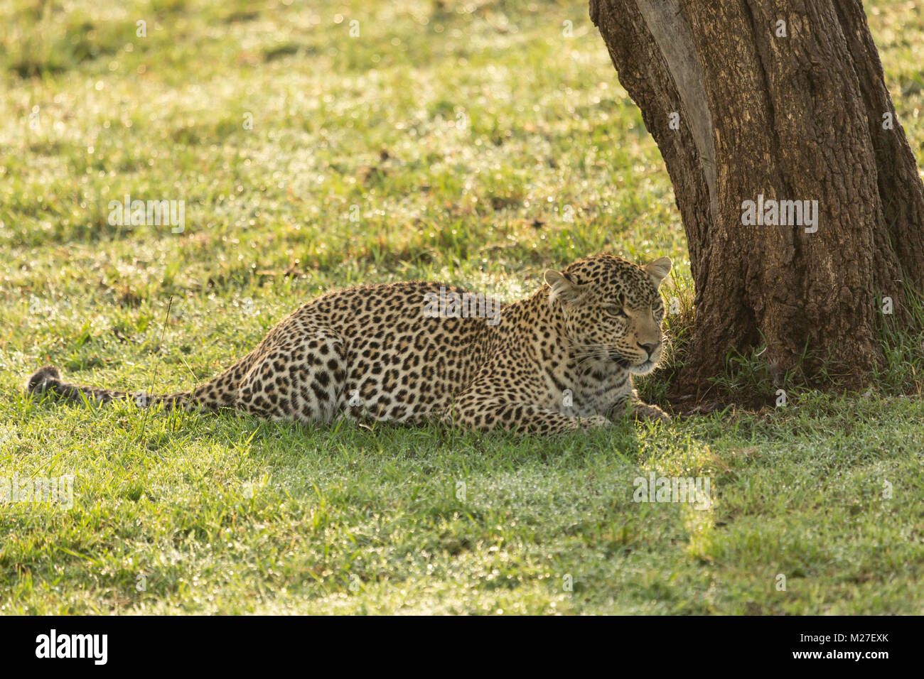 a leopard under a tree on the grasslands of the Maasai Mara Stock Photo ...