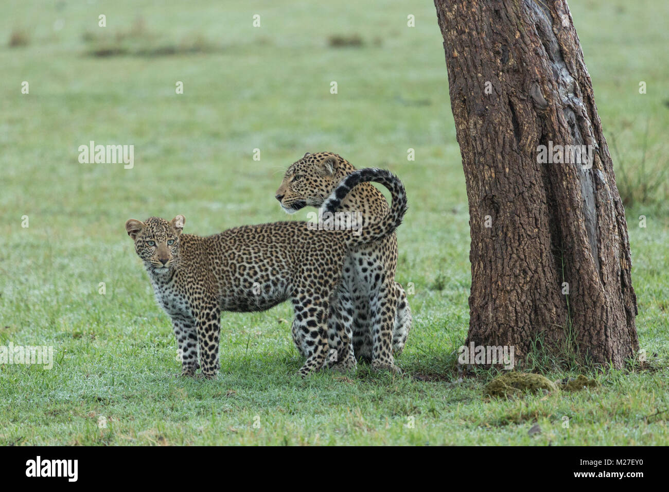 mother leopard and her cub at the base of a tree in the Maasai Mara ...