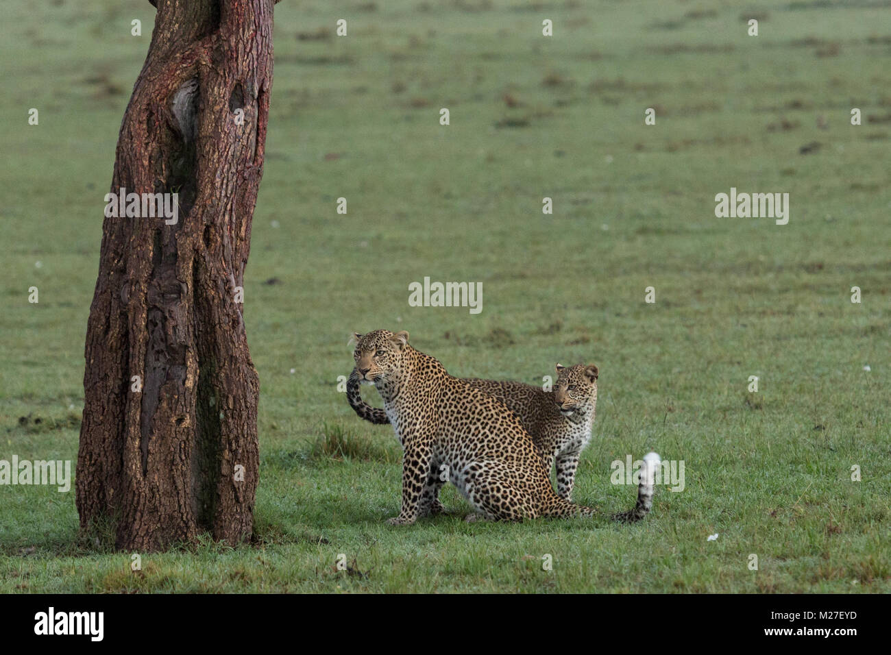 mother leopard and her cub at the base of a tree in the Maasai Mara ...