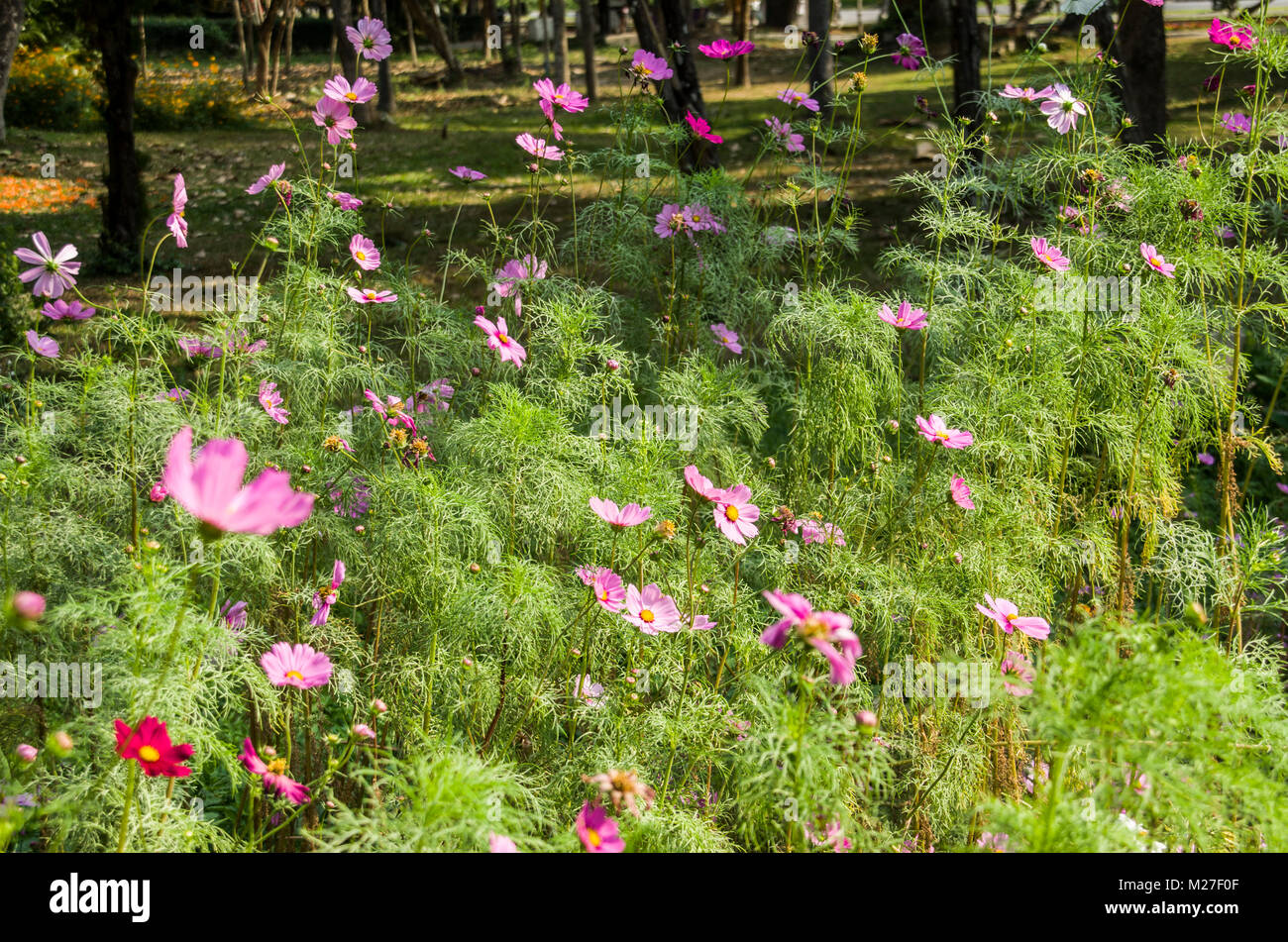 pink, red, cosmos flowers in the garden with blue sky and clouds ...