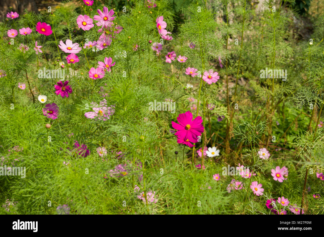 pink, red, cosmos flowers in the garden with blue sky and clouds ...