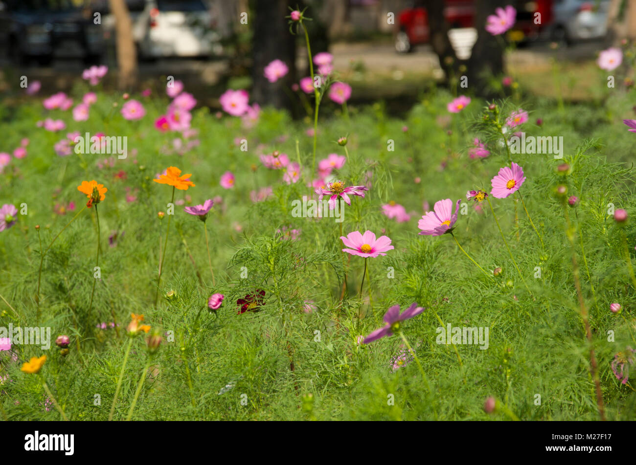 pink, red, cosmos flowers in the garden with blue sky and clouds ...