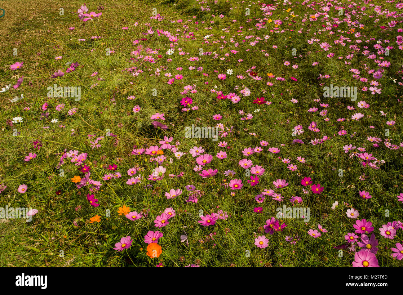 pink, red, cosmos flowers in the garden with blue sky and clouds ...