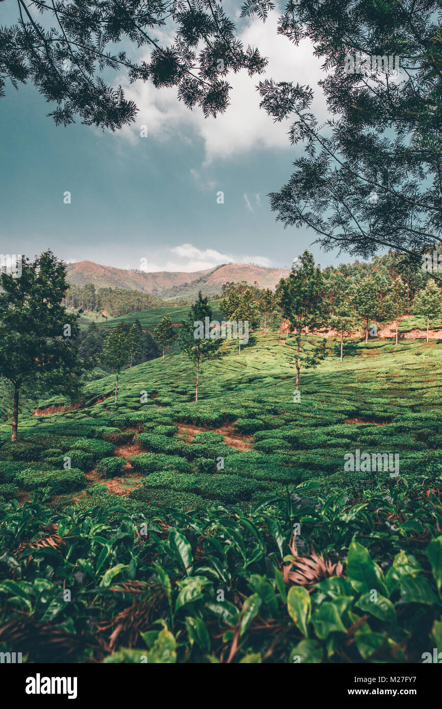 Teeplantage Fairtrade anbau, Bio Gesund aus der Natur Tee Stock Photo ...