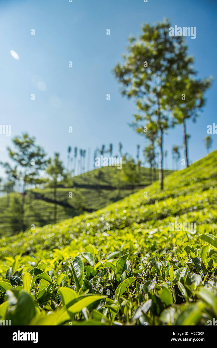 Teeplantage Fairtrade anbau, Bio Gesund aus der Natur Tee Stock Photo ...