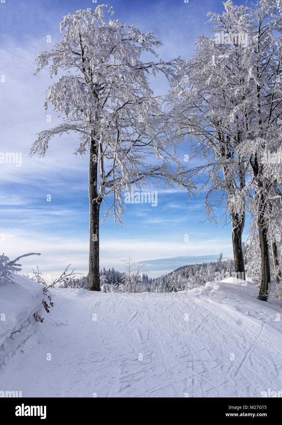 Frosted tree, beech on the top of the hill, snow covered mountains in ...