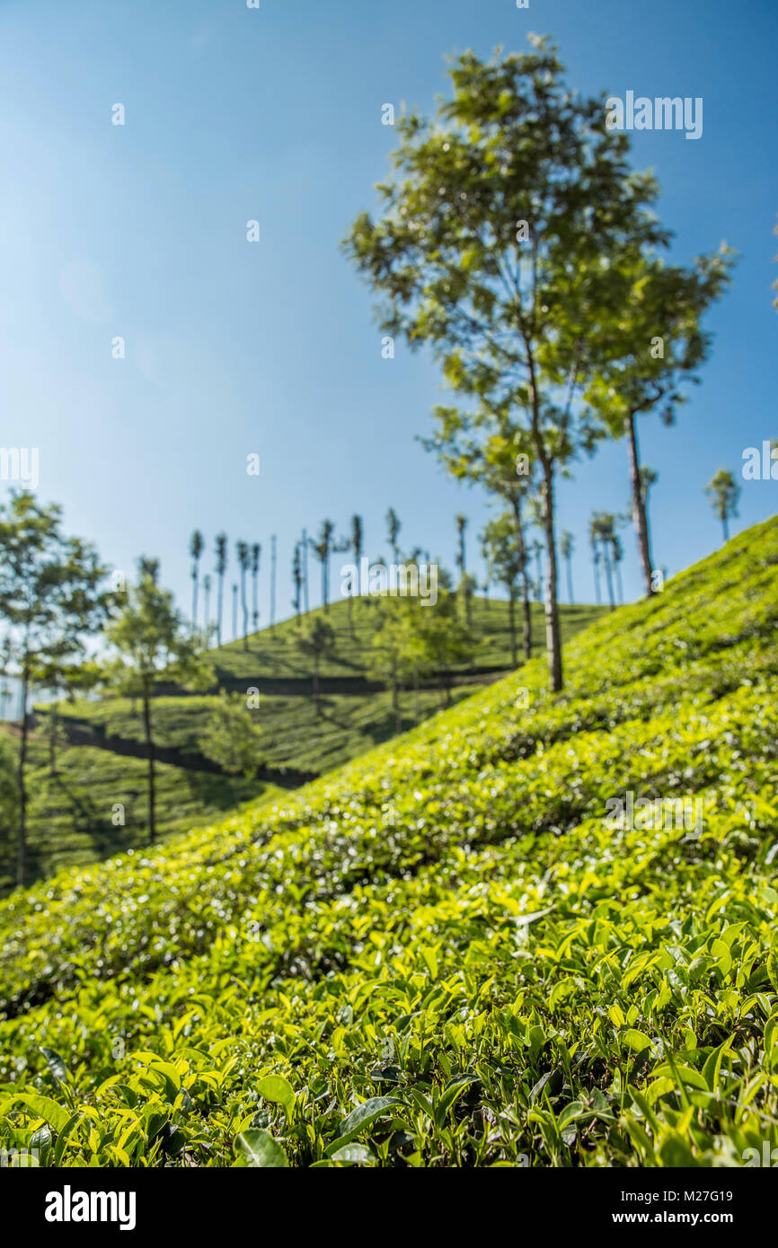 Teeplantage Fairtrade anbau, Bio Gesund aus der Natur Tee Stock Photo ...