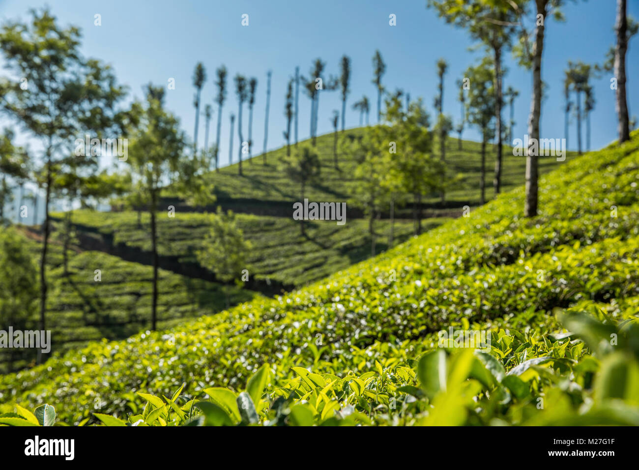 Teeplantage Fairtrade anbau, Bio Gesund aus der Natur Tee Stock Photo ...