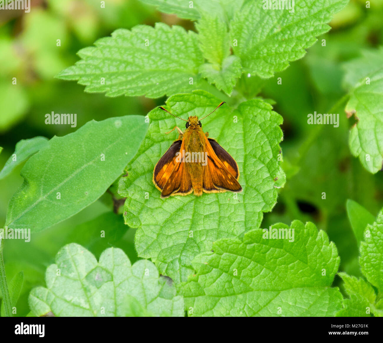 Full photo with a sharp Closeup of a Skipper Hesperiidae butterfly ...