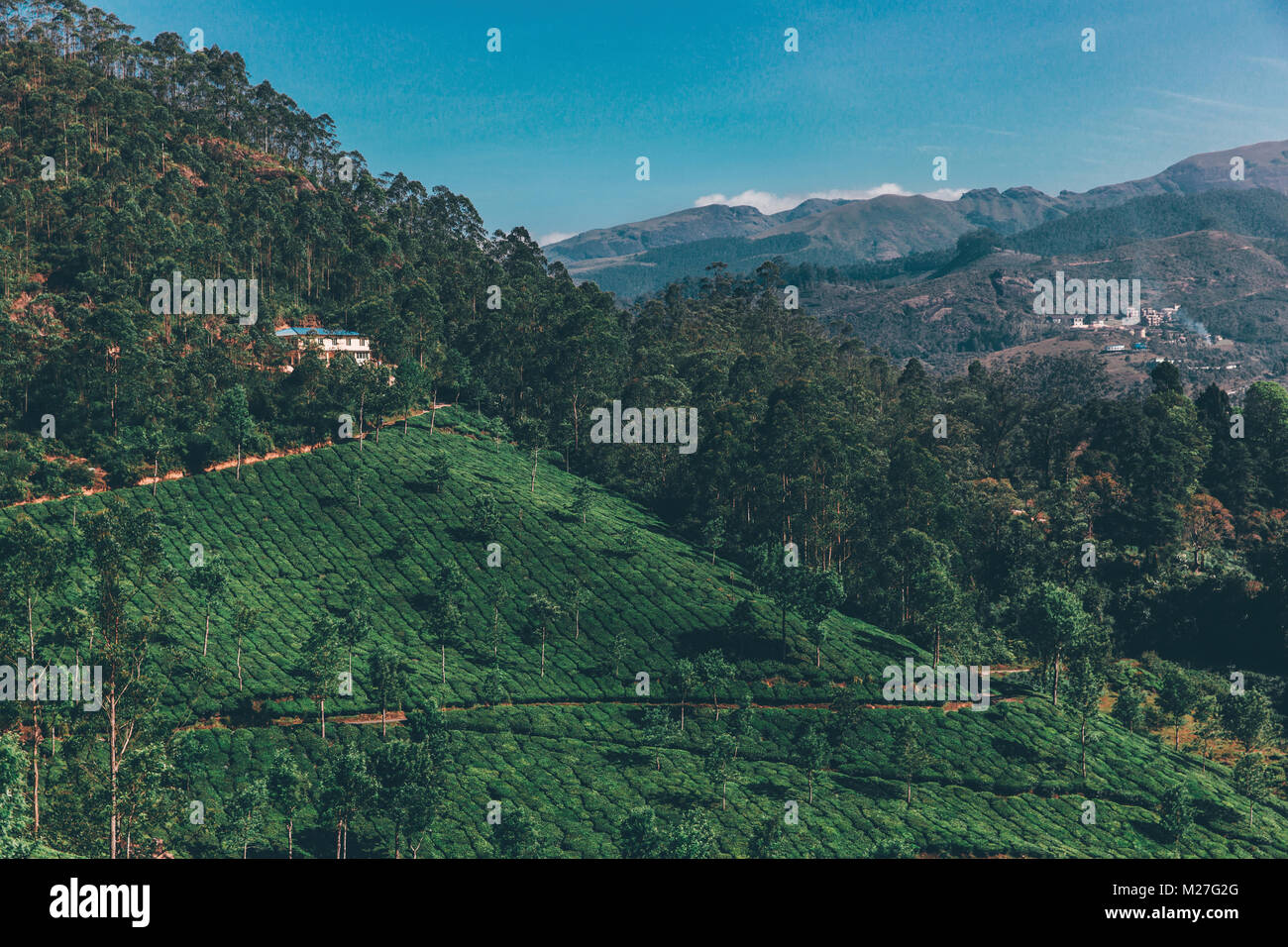 Teeplantage Fairtrade anbau, Bio Gesund aus der Natur Tee Stock Photo ...