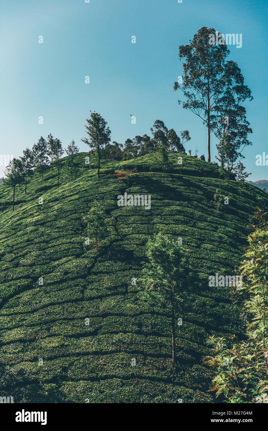 Teeplantage Fairtrade anbau, Bio Gesund aus der Natur Tee Stock Photo ...
