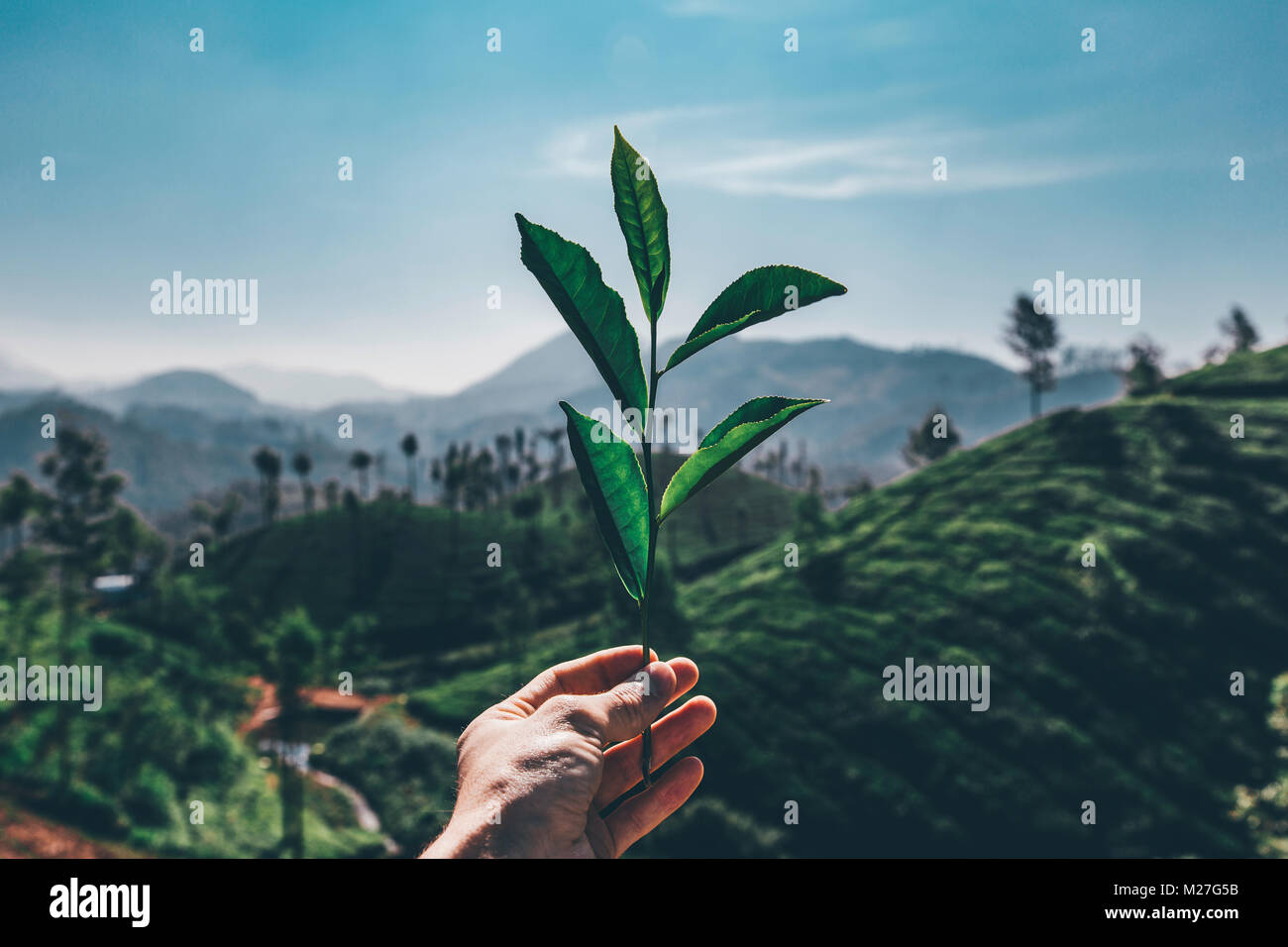Teeplantage Fairtrade anbau, Bio Gesund aus der Natur Tee Stock Photo ...