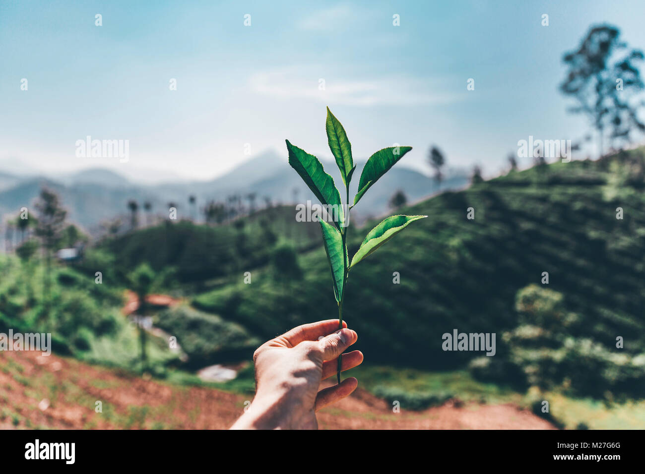 Teeplantage Fairtrade anbau, Bio Gesund aus der Natur Tee Stock Photo ...