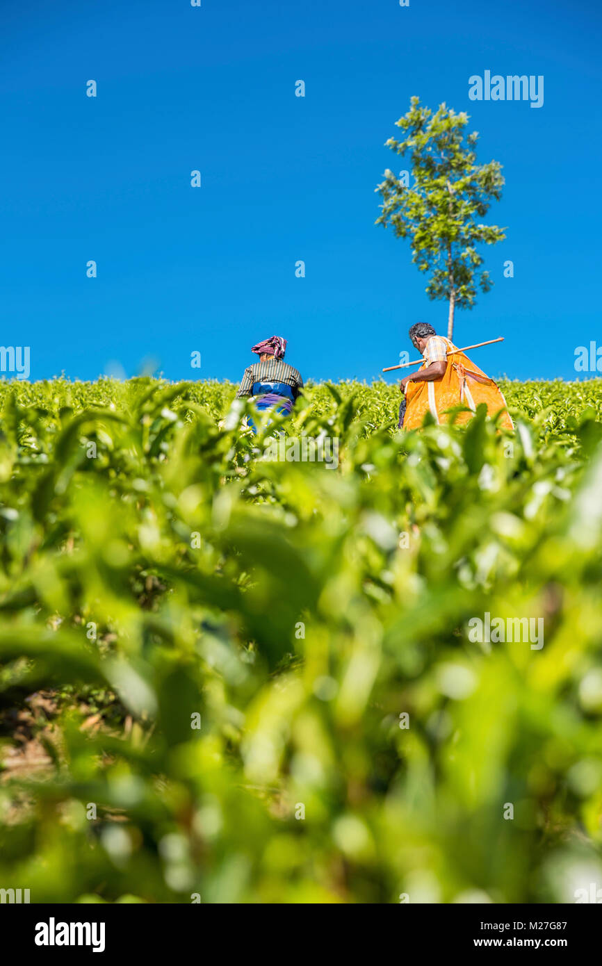 Teeplantage Fairtrade anbau, Bio Gesund aus der Natur Tee Stock Photo ...