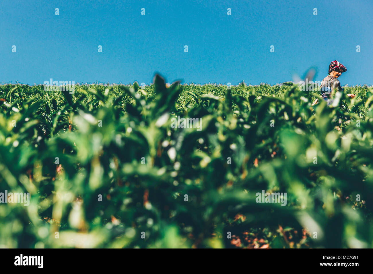 Teeplantage Fairtrade anbau, Bio Gesund aus der Natur Tee Stock Photo ...