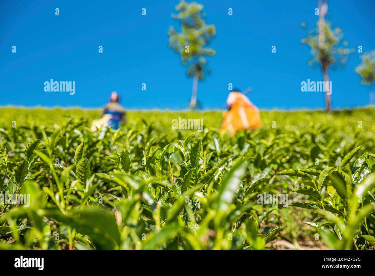 Teeplantage Fairtrade anbau, Bio Gesund aus der Natur Tee Stock Photo ...
