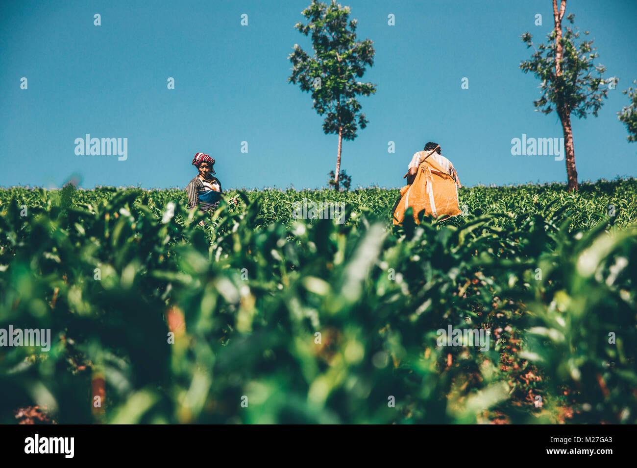 Teeplantage Fairtrade anbau, Bio Gesund aus der Natur Tee Stock Photo ...