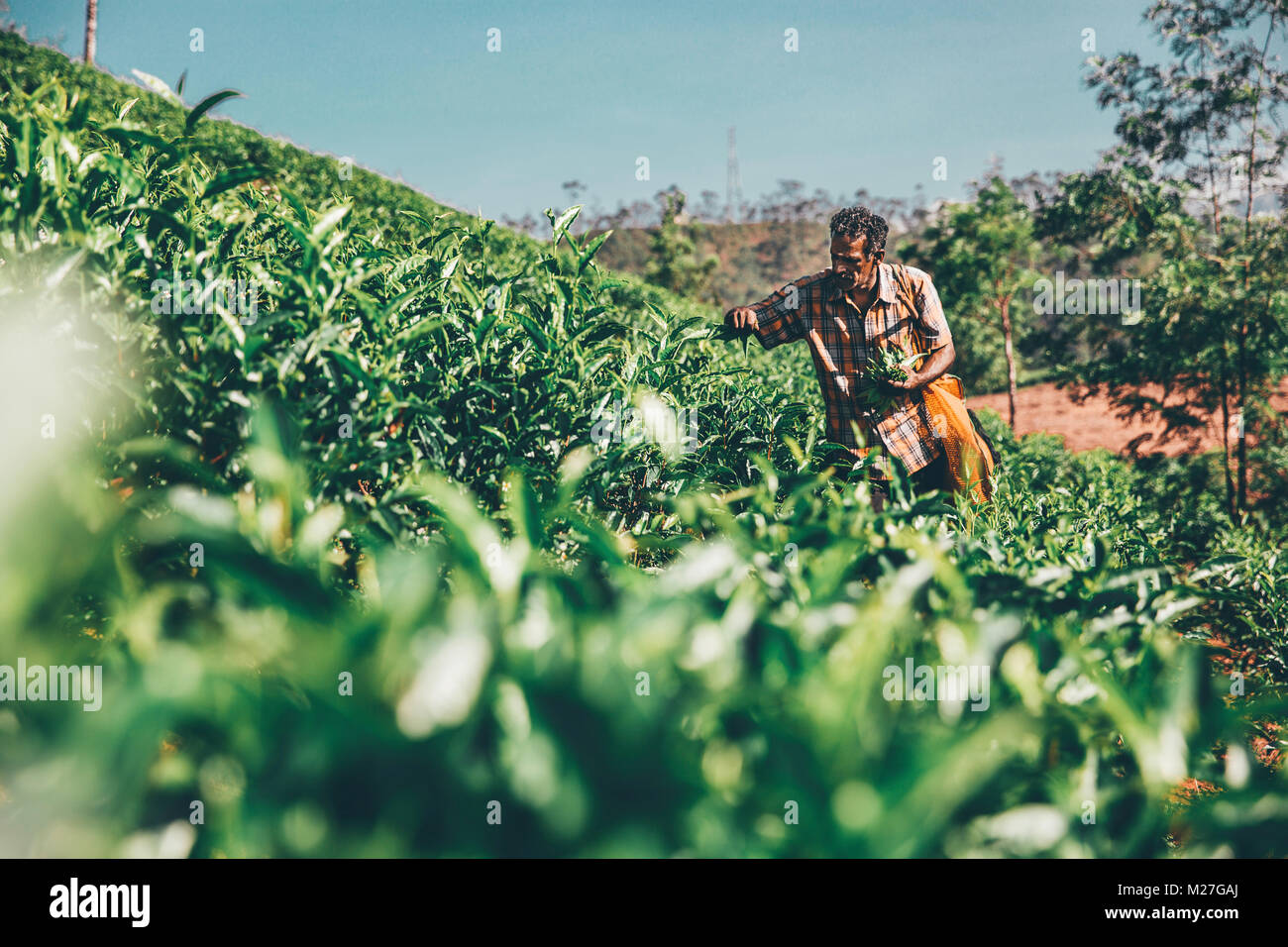 Teeplantage Fairtrade anbau, Bio Gesund aus der Natur Tee Stock Photo ...