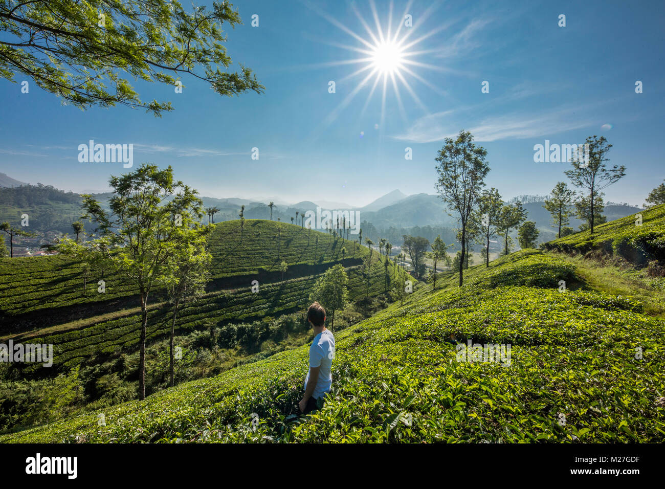 Teeplantage Fairtrade anbau, Bio Gesund aus der Natur Tee Stock Photo ...