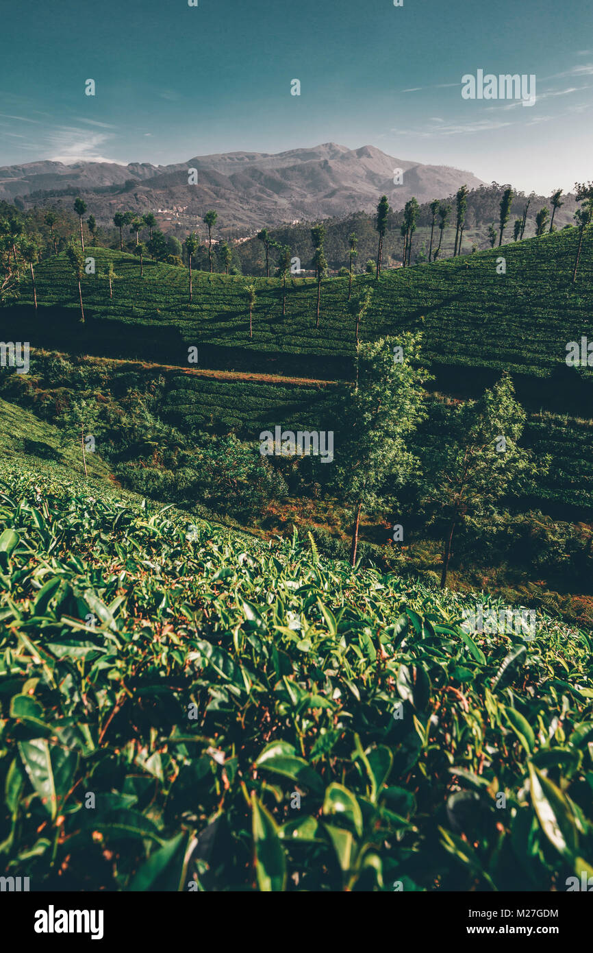 Teeplantage Fairtrade anbau, Bio Gesund aus der Natur Tee Stock Photo ...