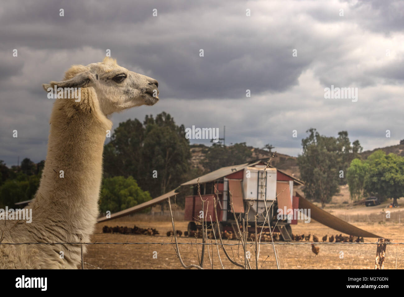 white llama, alpaca guarding pastured poultry on chicken egg farm Stock ...