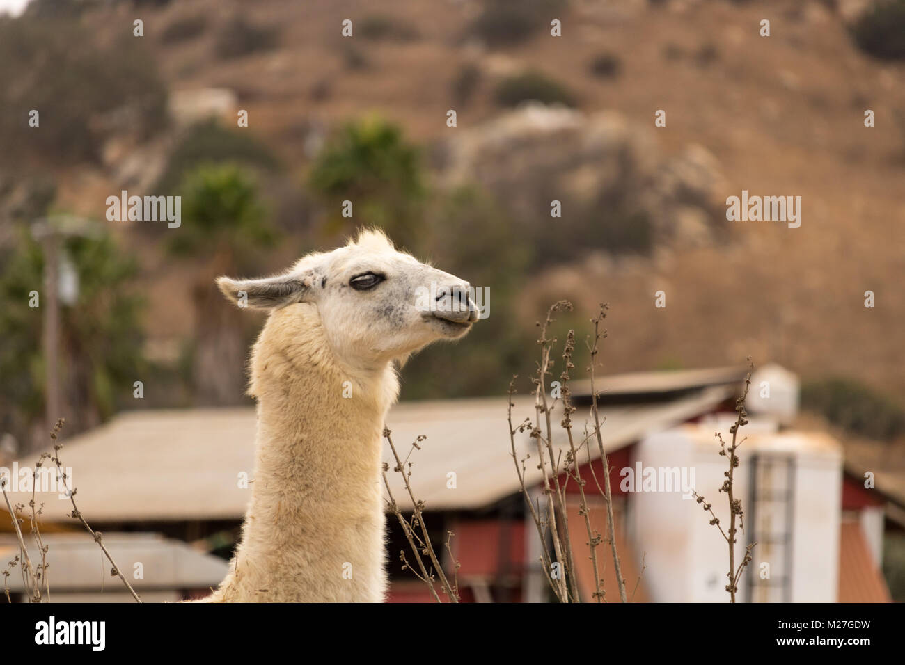 White llama alpaca, ears back profile, a brave animal pet guarding a ...